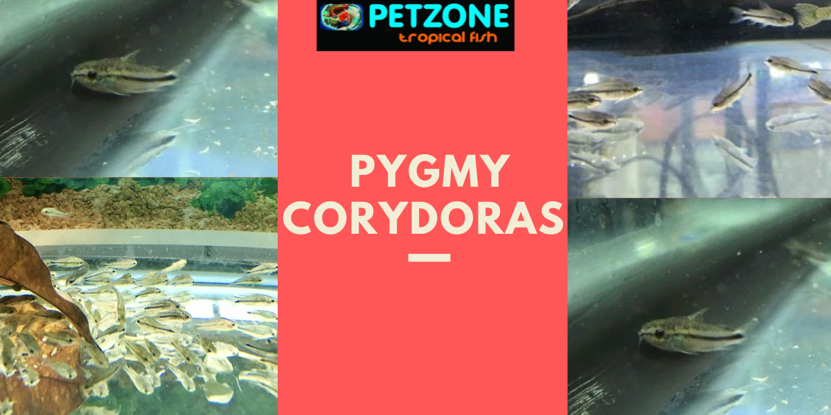 Corydoras pygmaeus - The Pygmy Cory Cat - Pet Zone Tropical Fish - San ...