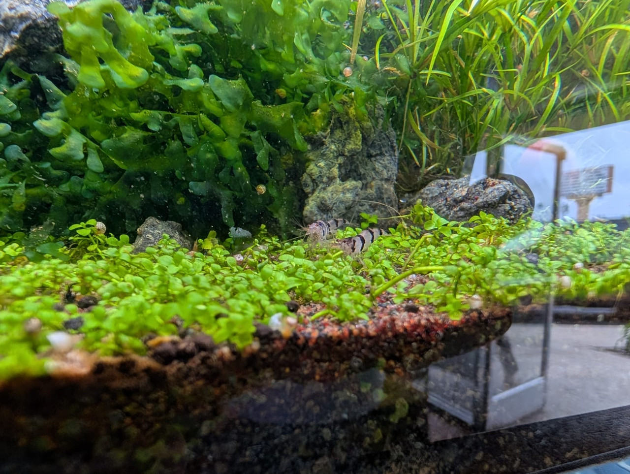 Raccoon Dwarf Shrimp - Pet Zone Tropical Fish - San Diego, California