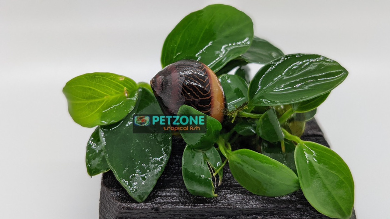 Nerite Snails: A Kaleidoscope of Cleaning Power in Your Aquarium - Pet ...