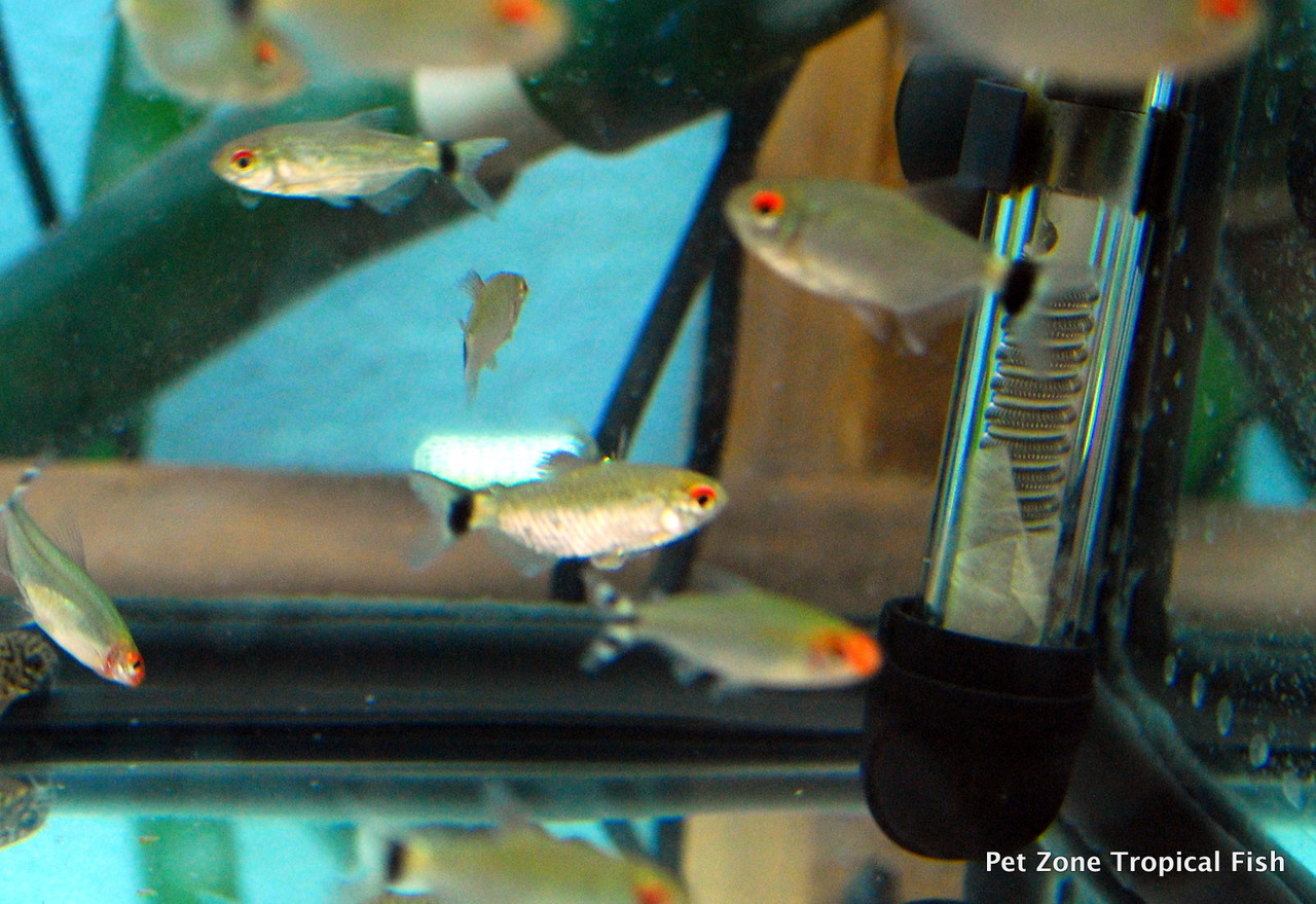 Red Eye Tetra - Pet Zone Tropical Fish - San Diego, California