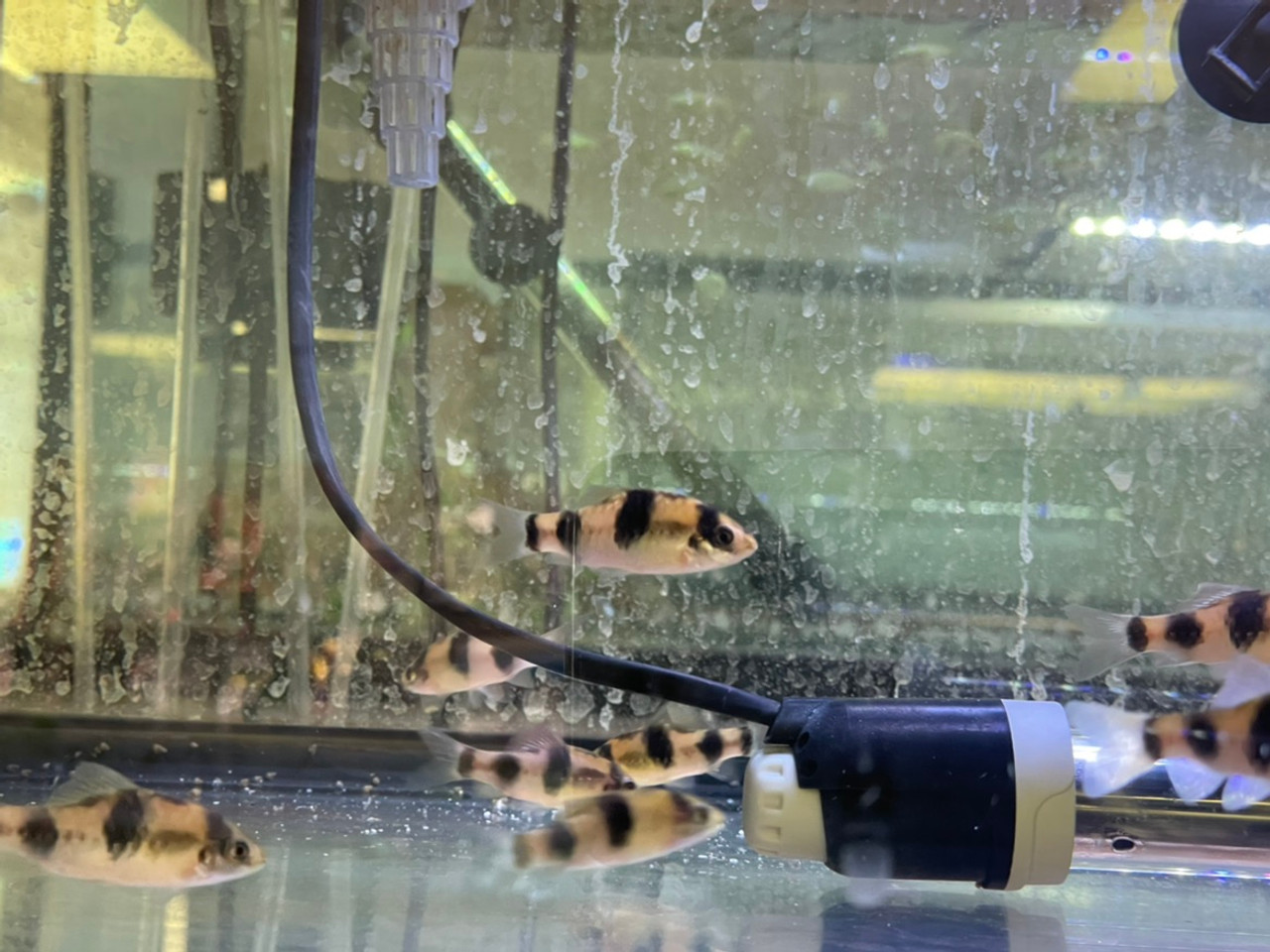 Red Melon Panda Barb - Pet Zone Tropical Fish - San Diego, California