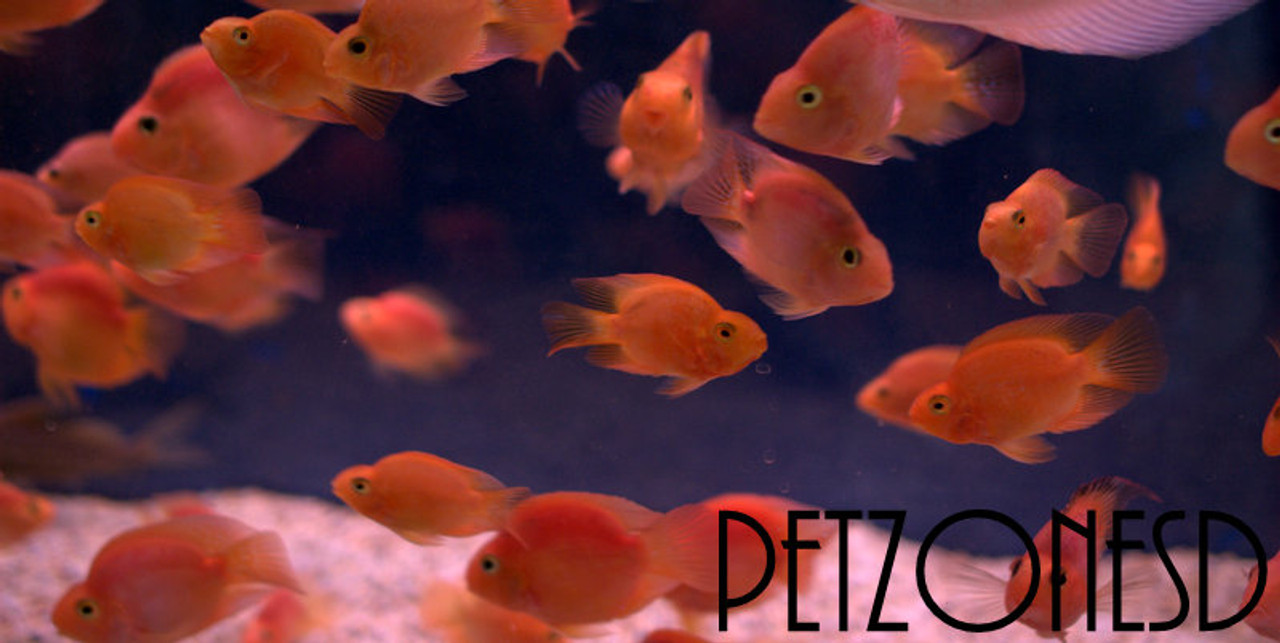 The Beauty of the Blood Red Parrot Cichlid - Pet Zone Tropical Fish ...