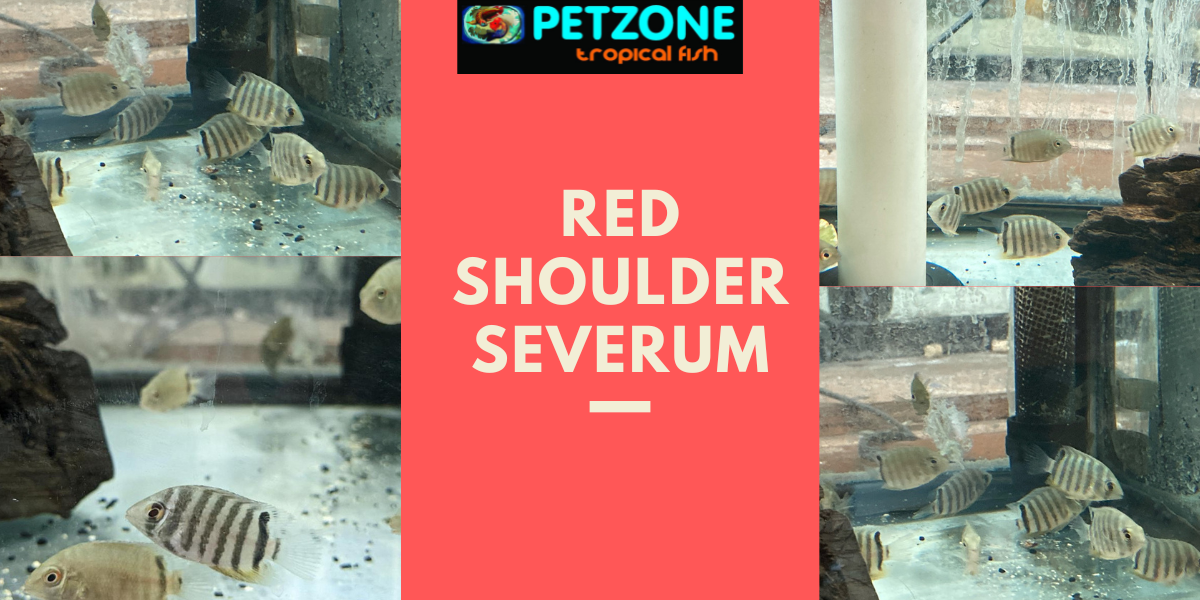 Red Shoulder Severum - The Rokteil Severum - Pet Zone Tropical Fish ...