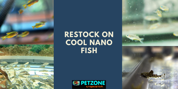 Restock On Cool Nano Fish + Asian Stone Cats - Pet Zone Tropical Fish ...