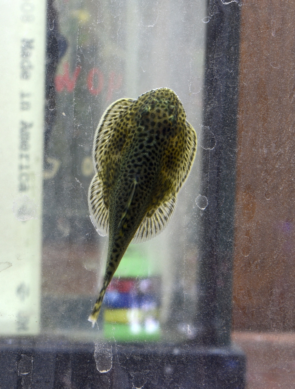 The Fascinating Hillstream Loach: A Marvel of Freshwater Aquariums ...