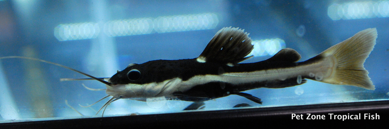 The Redtail Catfish: Monster Catfish - Pet Zone Tropical Fish - San ...
