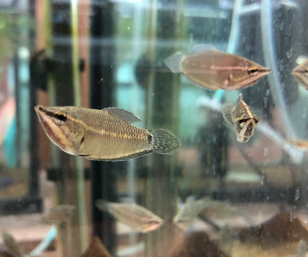 Samurai Gourami - Pet Zone Tropical Fish - San Diego, California