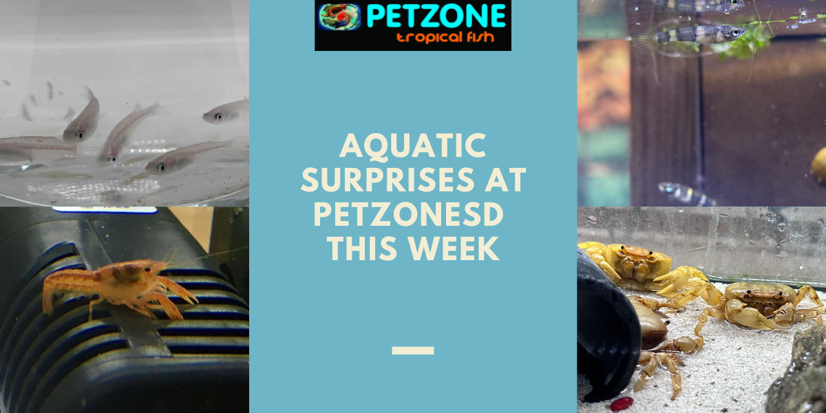 Aquatic Surprises at PetZoneSD This Week! - Pet Zone Tropical Fish ...