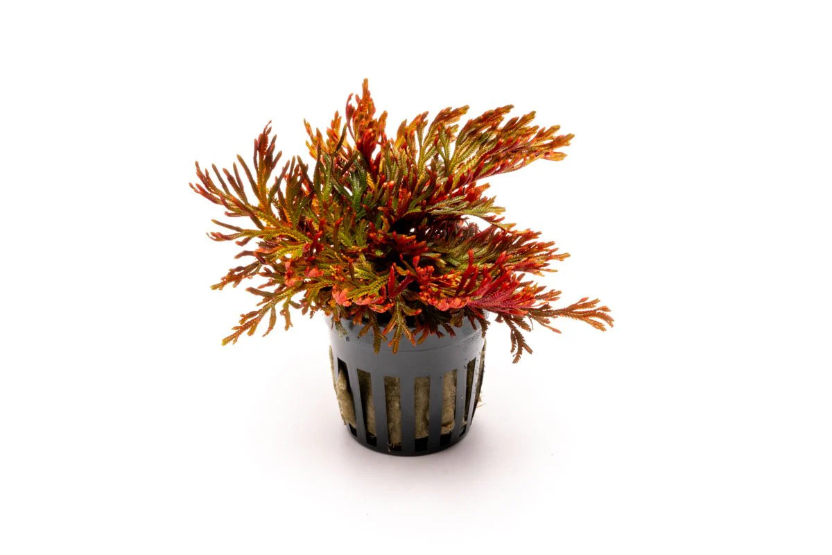 Selaginella Erythropus Ruby Red Club Moss - Pet Zone Tropical Fish ...