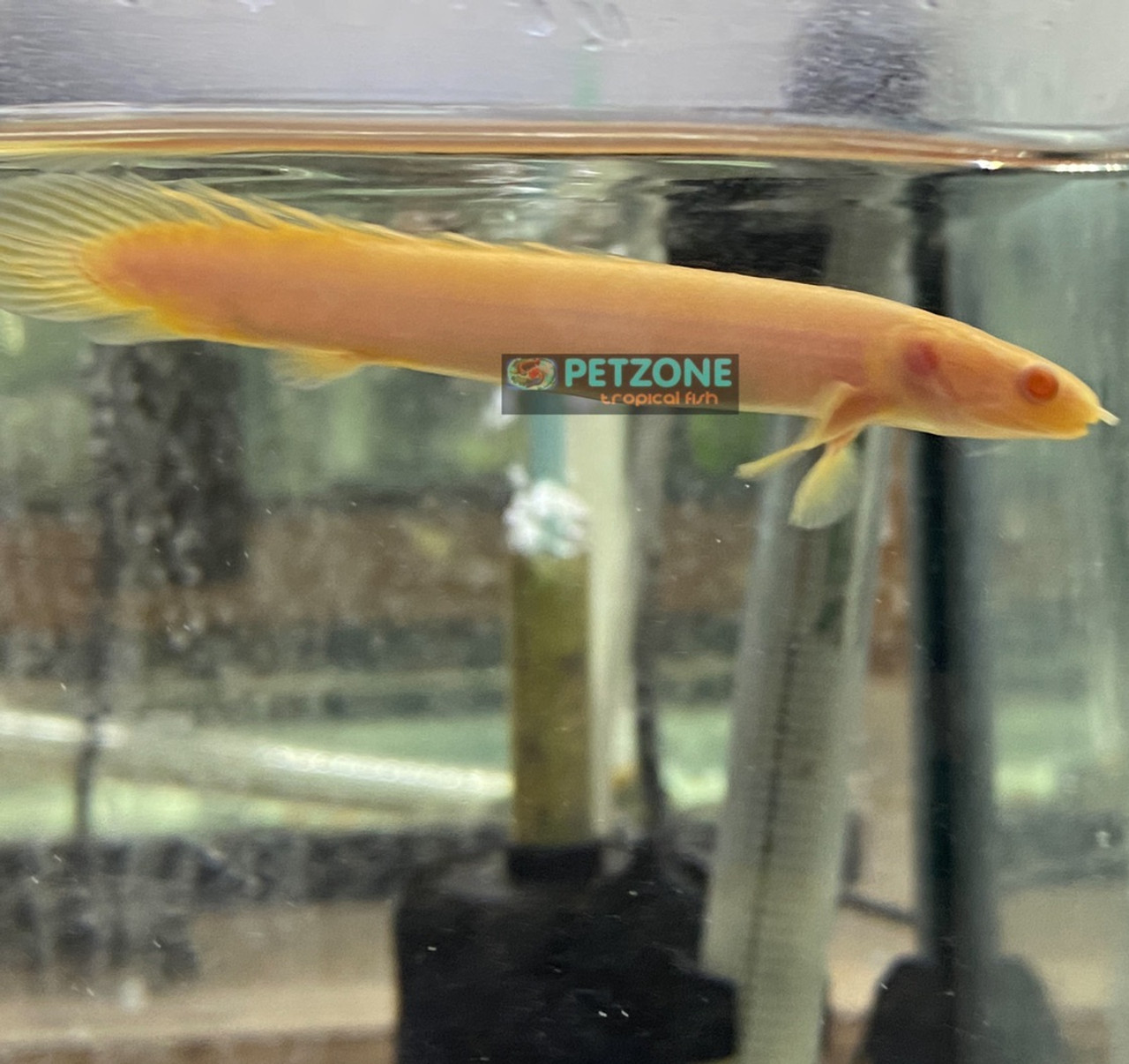 Albino Senegal Bichir (Polypterus senegalus) - Pet Zone Tropical Fish ...