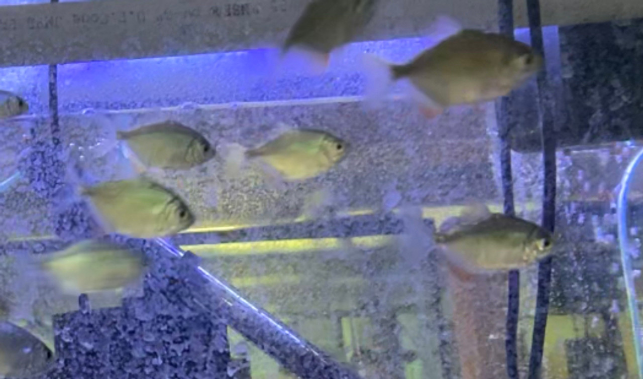The Silver Dollar Fish: An Aquatic Gem for Your Aquarium - Pet Zone ...