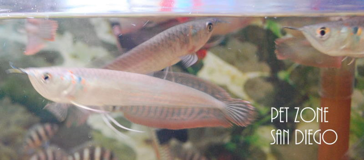 The Magnificent Silver Arowana: A Prized Jewel of the Aquarium World ...