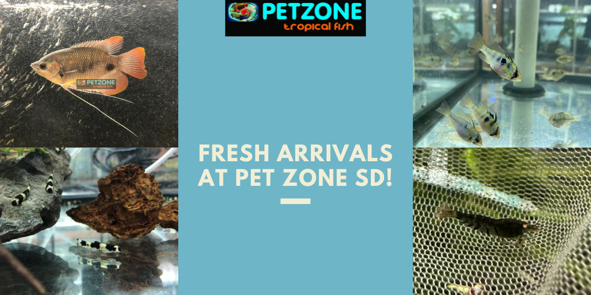 Dive into September with Fresh Arrivals! - Pet Zone Tropical Fish - San ...
