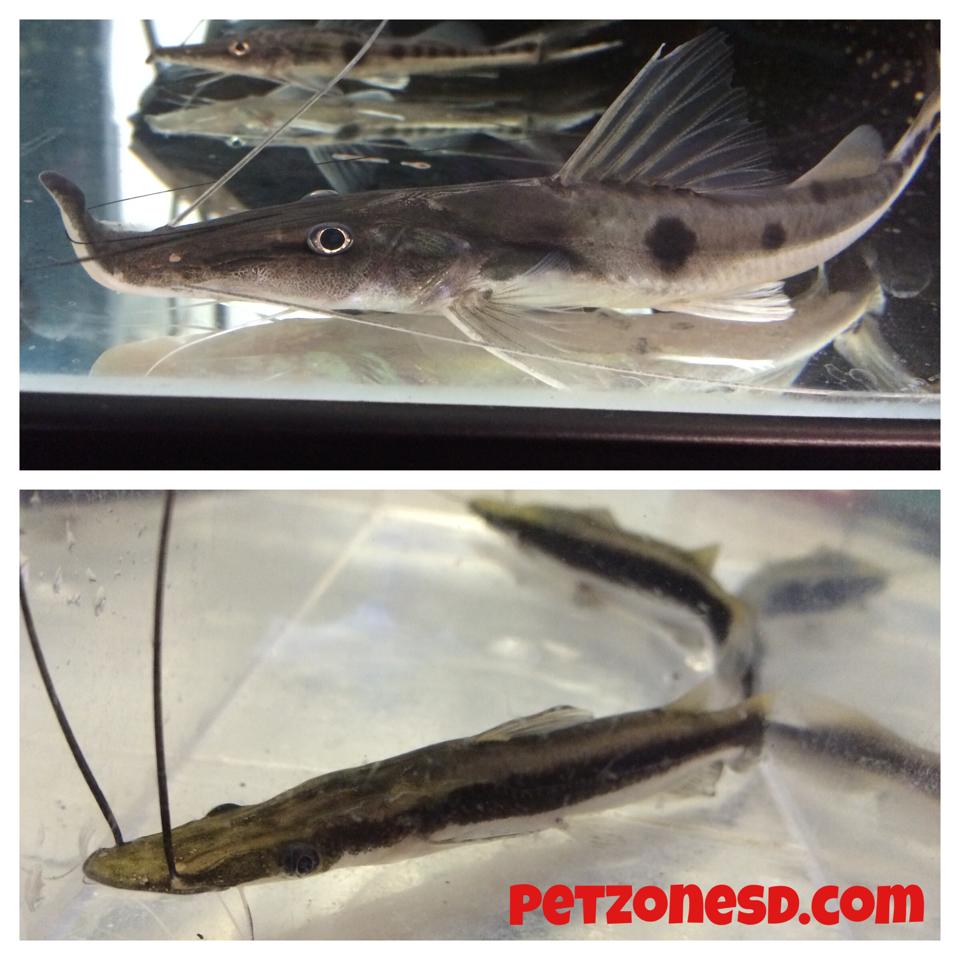 New Arrival Of Catfish At Our Store! - Pet Zone Tropical Fish - San ...