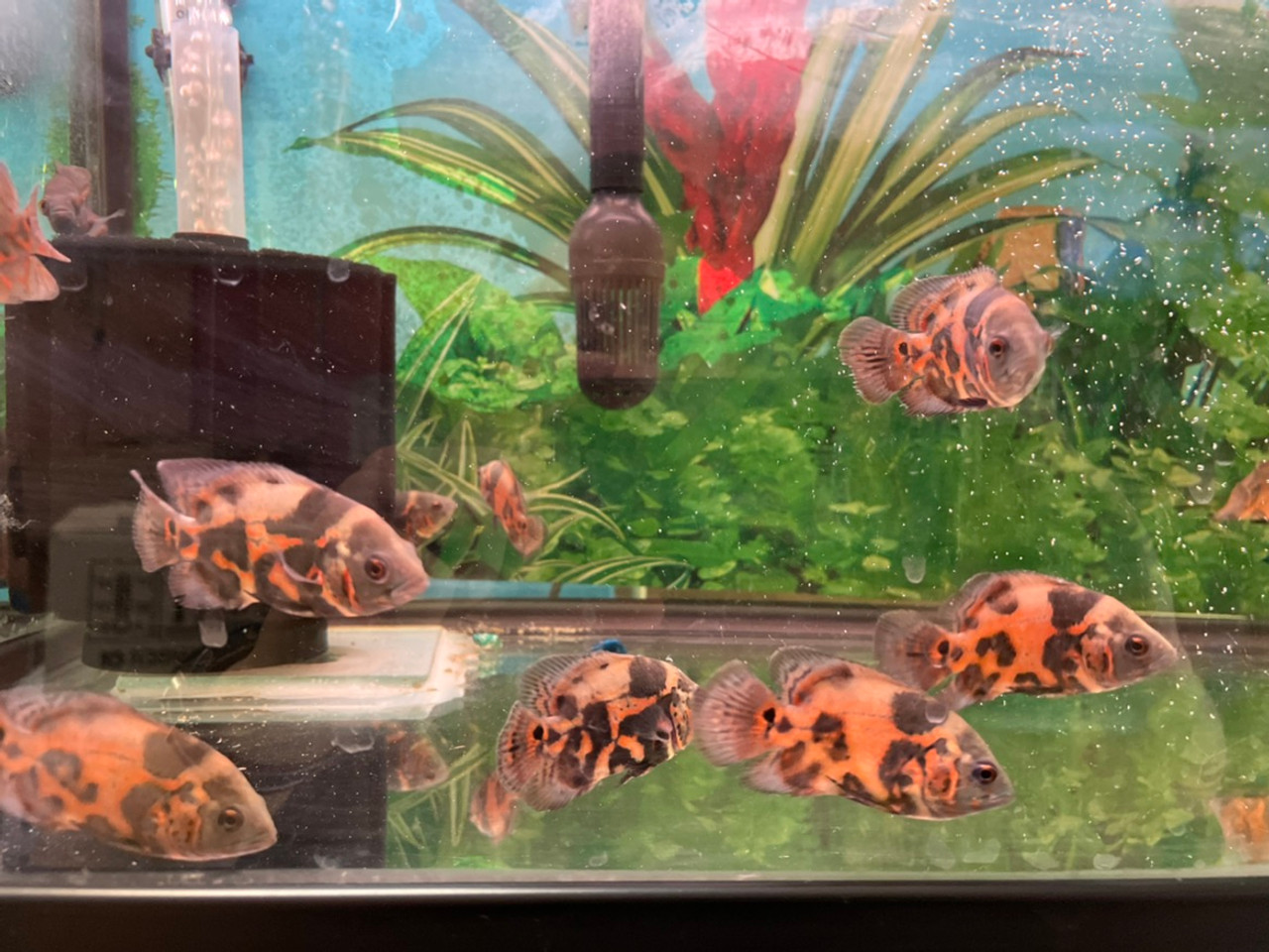 Tiger Oscar - Pet Zone Tropical Fish - San Diego, California