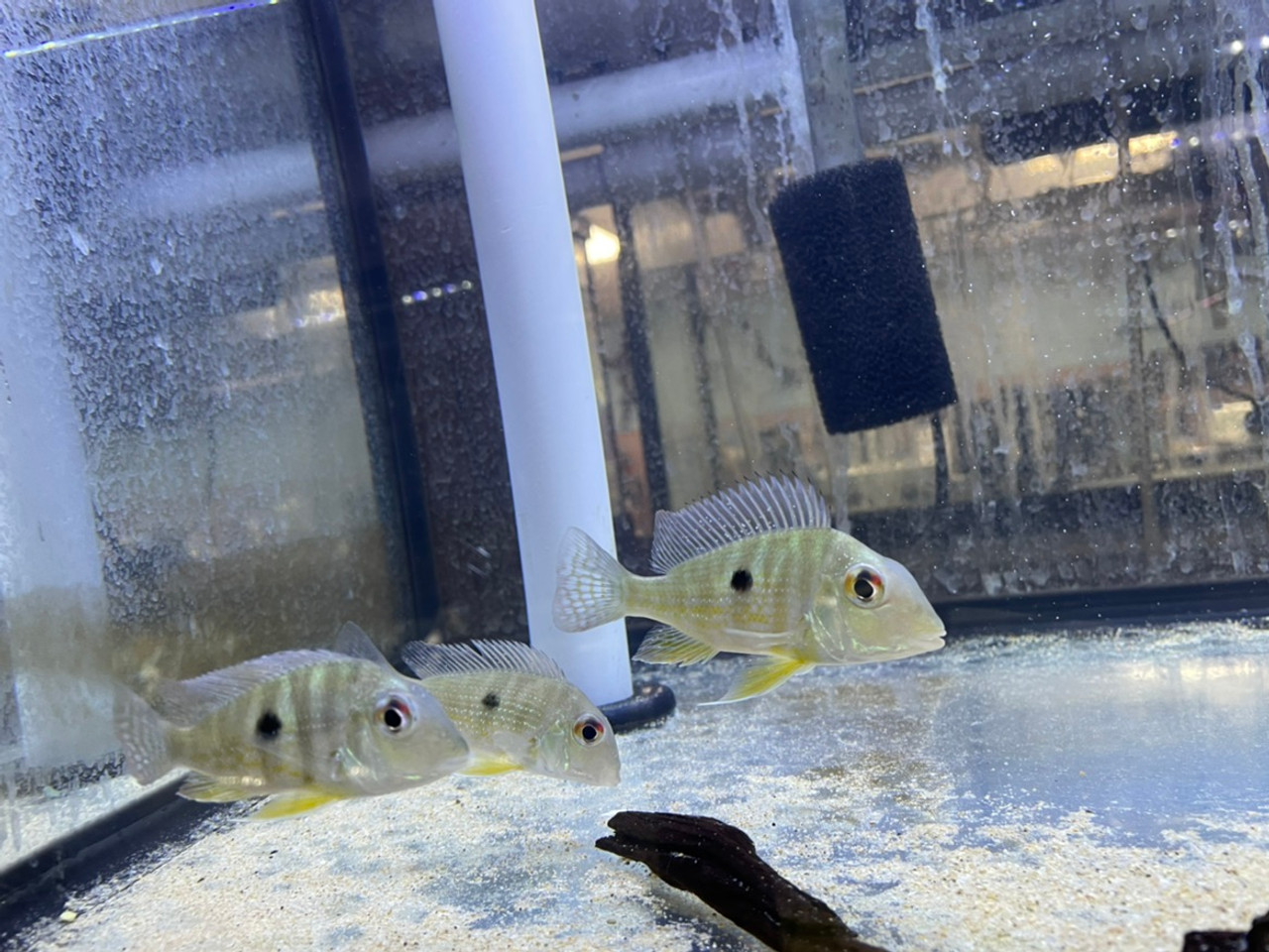 Suriname Geophagus - Pet Zone Tropical Fish - San Diego, California