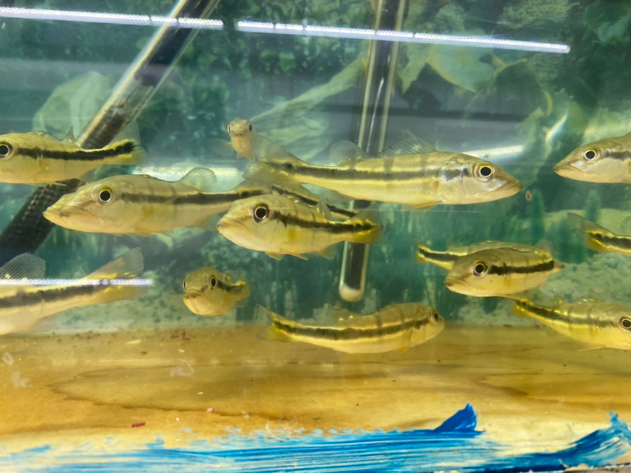 Temensis Peacock Bass: Exploring the Majesty of Amazonian Aquatic ...