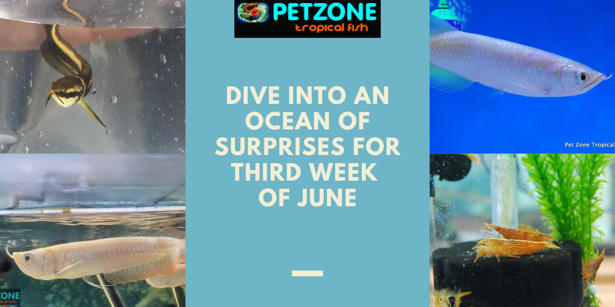 Dive Into an Ocean of Surprises: New Aquatic Arrivals You Won't Resist ...