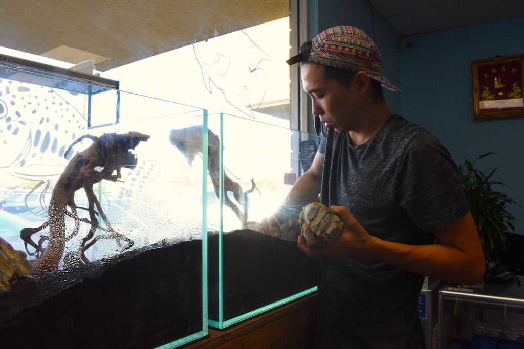 Hardscape Layout & Substrate Setup Aquascape Tank Build on Ultum Nature ...