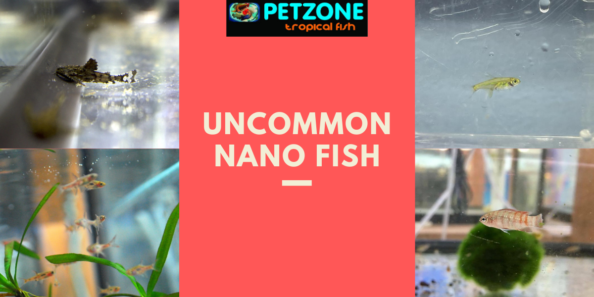 Uncommon Nano Fish Restocked! - Pet Zone Tropical Fish - San Diego ...