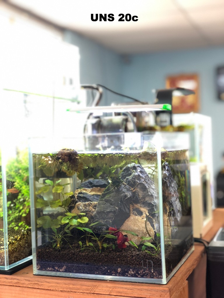 Planted Tank Essentials: Benefits of Carbon For Aquatic Plants - Pet ...