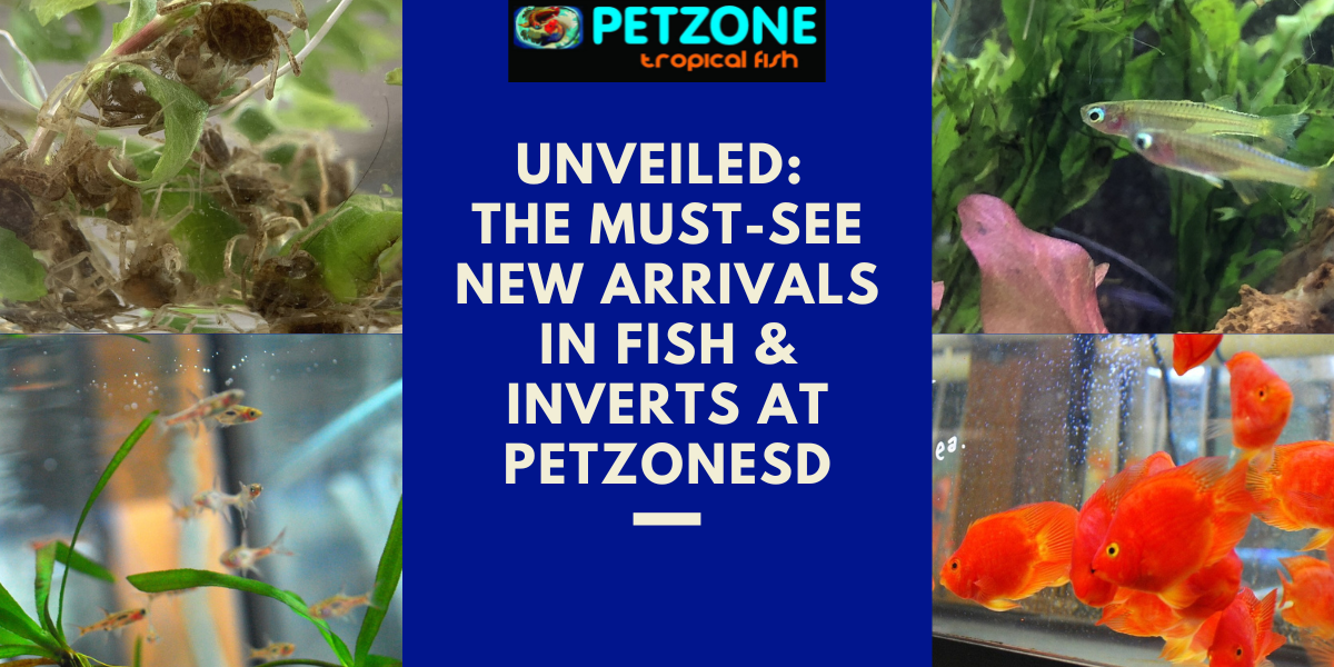 Unveiled: The Must-See New Arrivals in Fish & Inverts at PetZoneSD ...