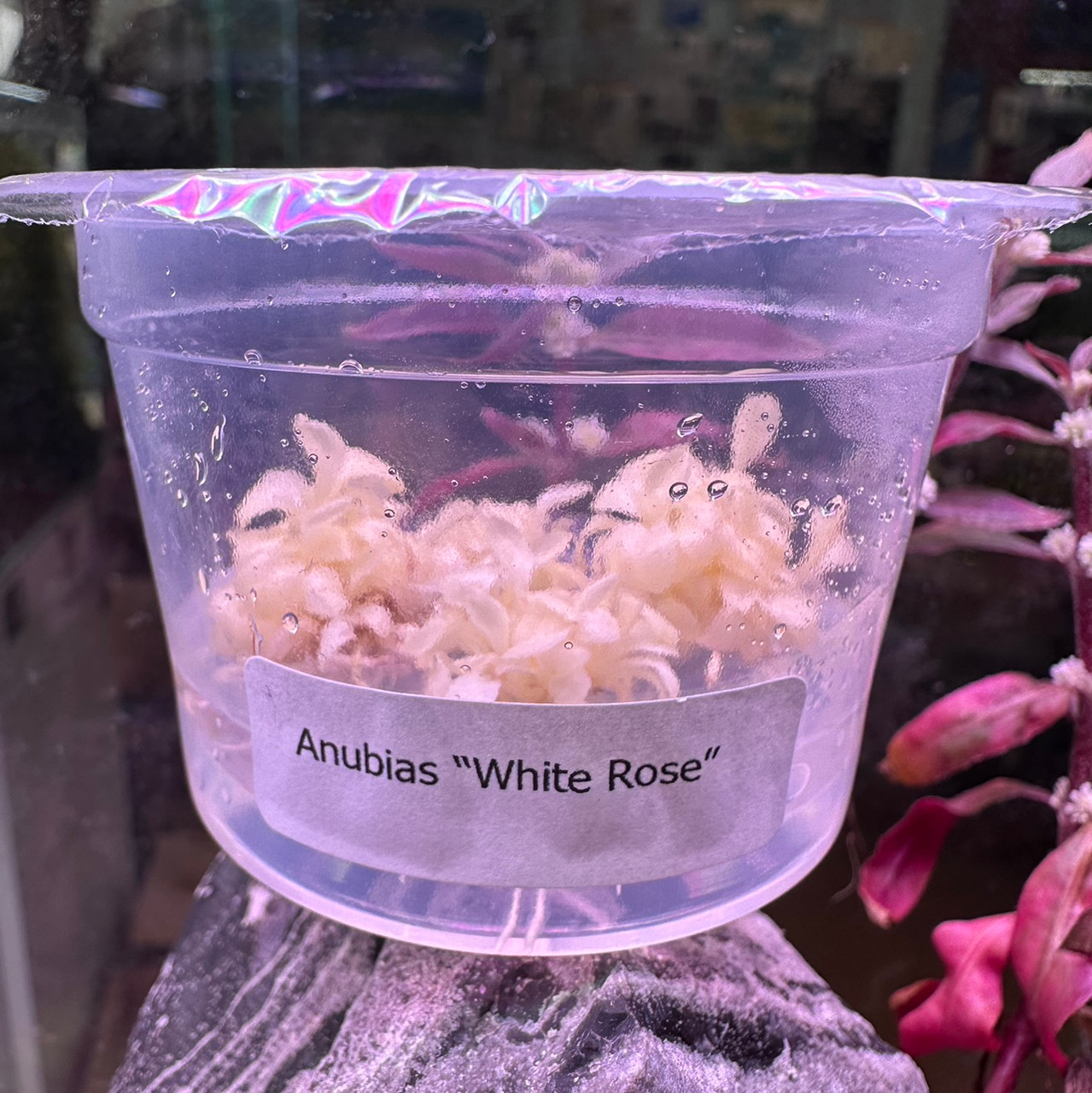 ANUBIAS "WHITE ROSE": A Majestic Aquatic Plant - Pet Zone Tropical Fish ...