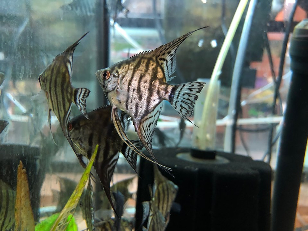 Zebra Lace Angelfish - Pet Zone Tropical Fish - San Diego, California