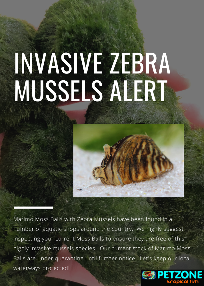 Marimo Moss Ball ALERT: Zebra Mussel Invasive Species Risk - Pet Zone ...