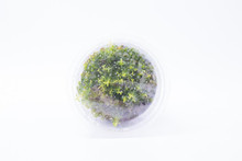 Aquarium Plants: MICROCARPAEA MINIMA MERRILL TISSUE CULTURE