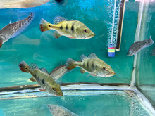 Freshwater Predator Fish: Mono Peacock Bass - Cichla Monoculus