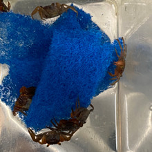 Mandarin Crab - Geosesarma sp - Pet Zone Tropical Fish - San Diego ...