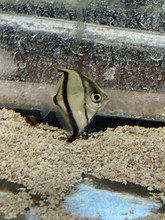 Brackish Water Tropical Fish: Mono Sebae