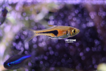 Freshwater Fish For Sale: Espei Rasbora - (TRIGONOSTIGMA ESPEI)