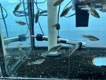 Perugia's Limia for Sale - Unique Freshwater Livebearer Fish