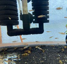 Boraras Maculatus for Sale - Vibrant Dwarf Spotted Rasbora | PetZoneSD