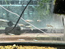 Blue Sparkle Medaka Rice Fish - Oryzias latipes