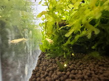 Golden Bee / Snow White Shrimp (Caridina cf. cantonensis)