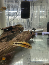 Apistogramma Macmasteri - Red Shoulder Cichlid | Petzonesd.com