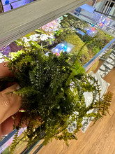 Buy Plagiochilaceae "Cameroon" Moss – Golf Ball Portion | Rare Aquarium ...