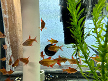 Red Cherry Tetra - Pet Zone Tropical Fish - San Diego, California