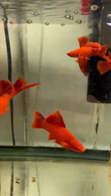Hi Fin Red Velvet Swordtail 3" for Sale | Stunning Livebearer Fish