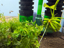 Subwassertang Moss: The Ultimate Aquatic Plant for Your Aquarium