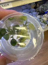 Anubias Pinto Tissue Culture – Rare Variegated Aquarium Plant | PetzoneSD