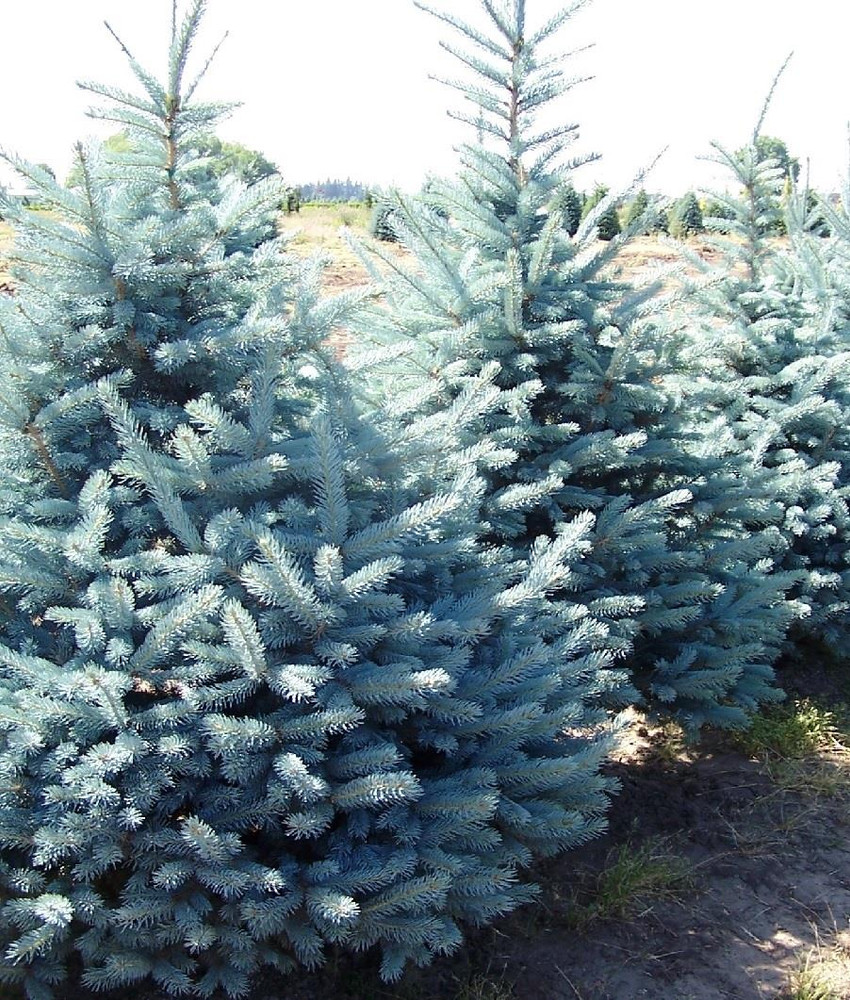 Picea Pungens Edith Blue Colorado Spruce Tree 2.5-3ft Large in a 7.5 ...