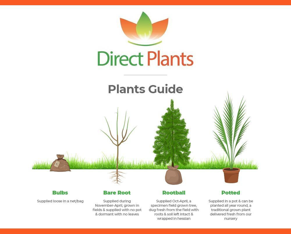 The Middle Mid Height Selection Garden Border Mix Large Mature Plants ...