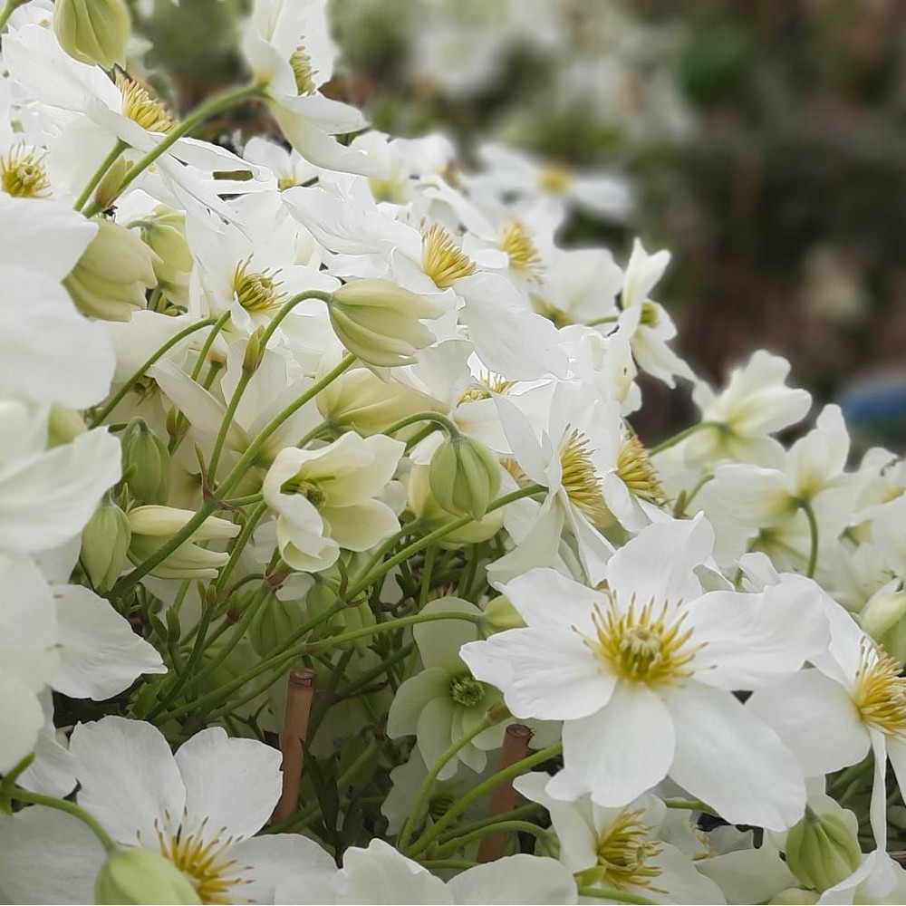 6x Clematis Raymond Evison® Collection | Large Plants Supplied in 3 ...