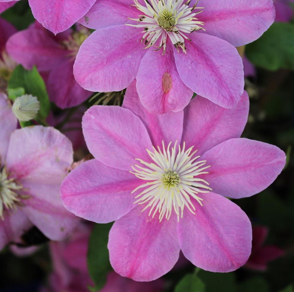 6x Clematis Raymond Evison® Collection | Large Plants Supplied in 3 ...