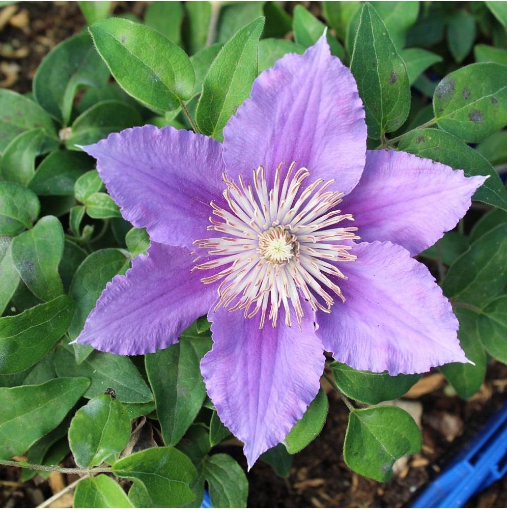 6x Clematis Raymond Evison® Collection | Large Plants Supplied in 3 ...