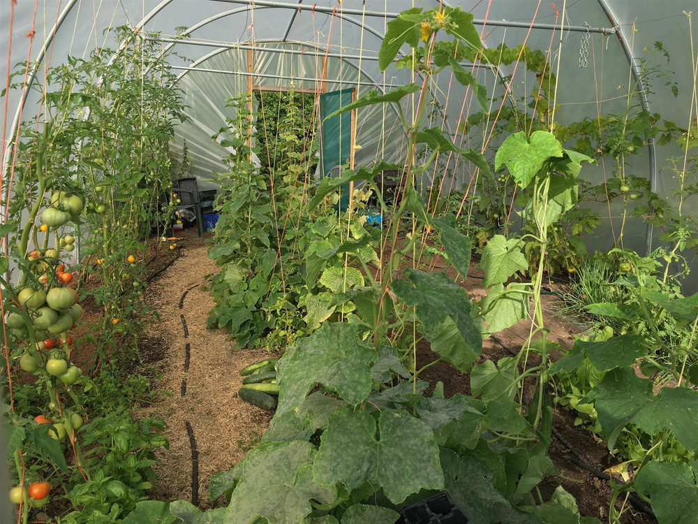 14ft x 24ft Heavy Duty Straight Sided Polytunnel Kit – Professional ...